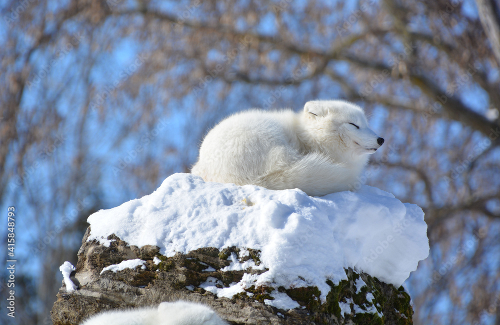 In winter arctic fox (Vulpes lagopus), also known as the white, polar ...