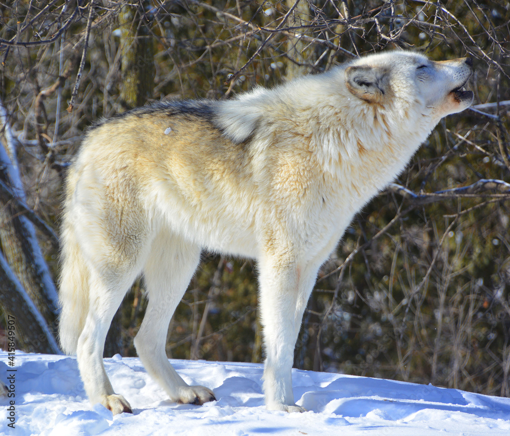 In winter gray or grey wolf, also timber or western wolf is a canine ...