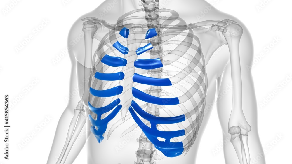 Human skeleton anatomy Costal Cartilage 3D Rendering ilustração do ...