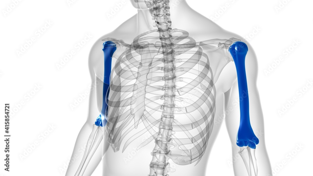 Human skeleton anatomy Humerus Bone 3D Rendering Stock Illustration ...