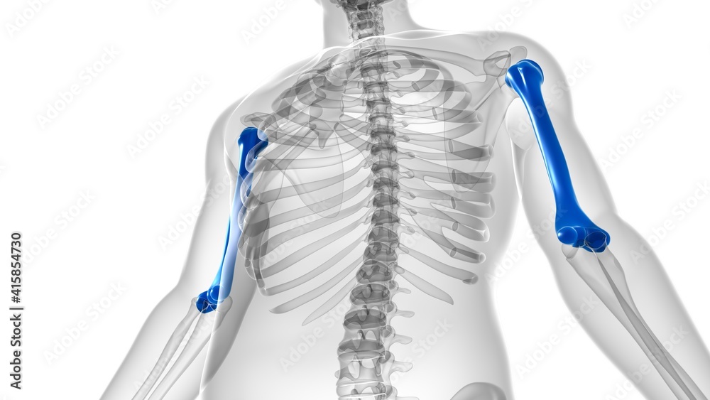 Human skeleton anatomy Humerus Bone 3D Rendering Stock Illustration ...