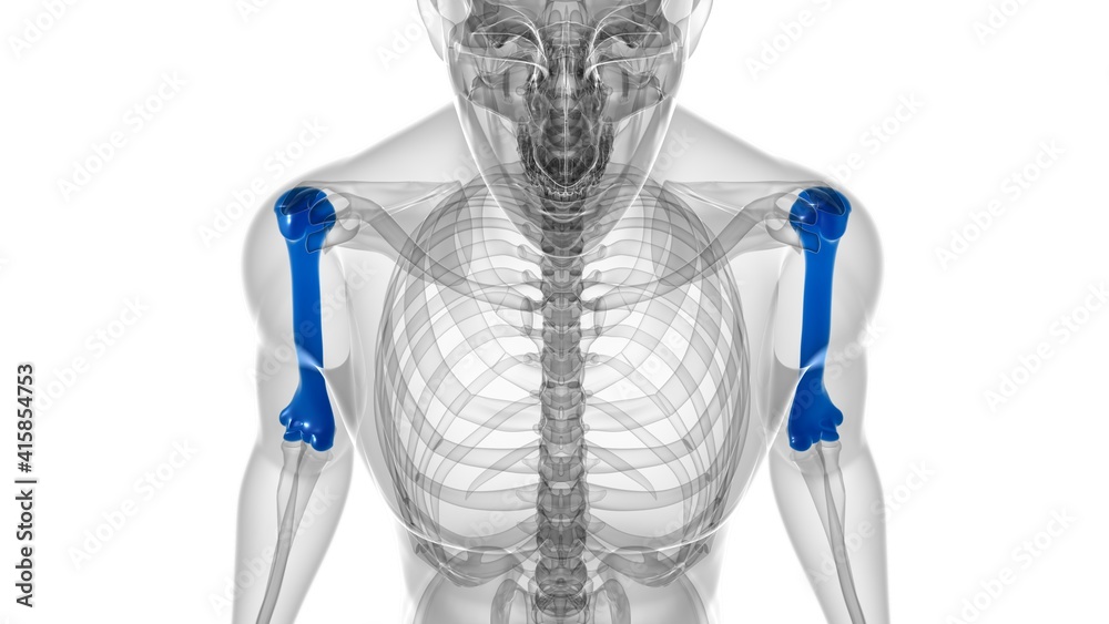 Human skeleton anatomy Humerus Bone 3D Rendering Stock Illustration ...