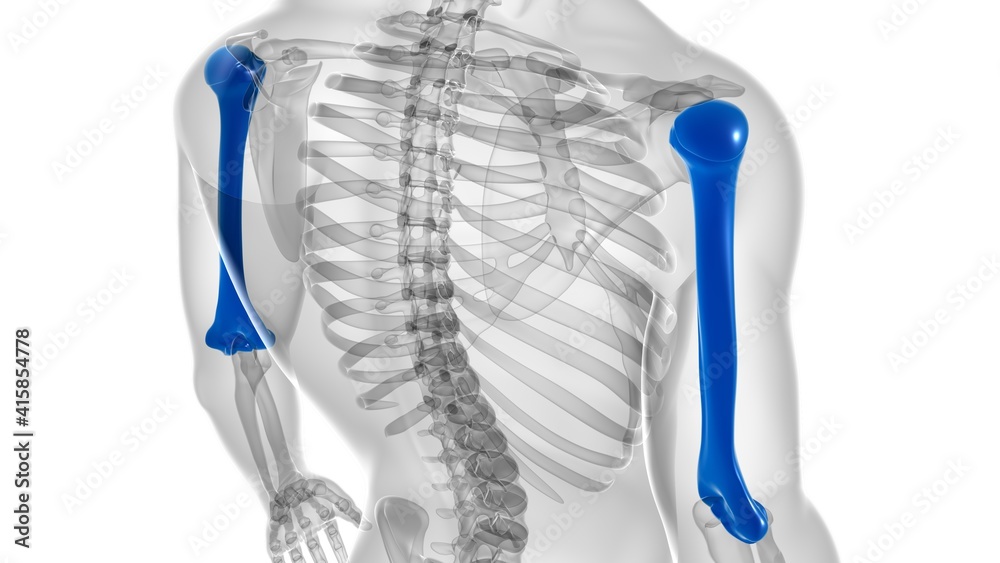 Human skeleton anatomy Humerus Bone 3D Rendering Stock Illustration ...