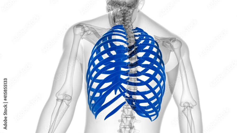 Human skeleton anatomy Rib Cage 3D Rendering Stock Illustration | Adobe ...