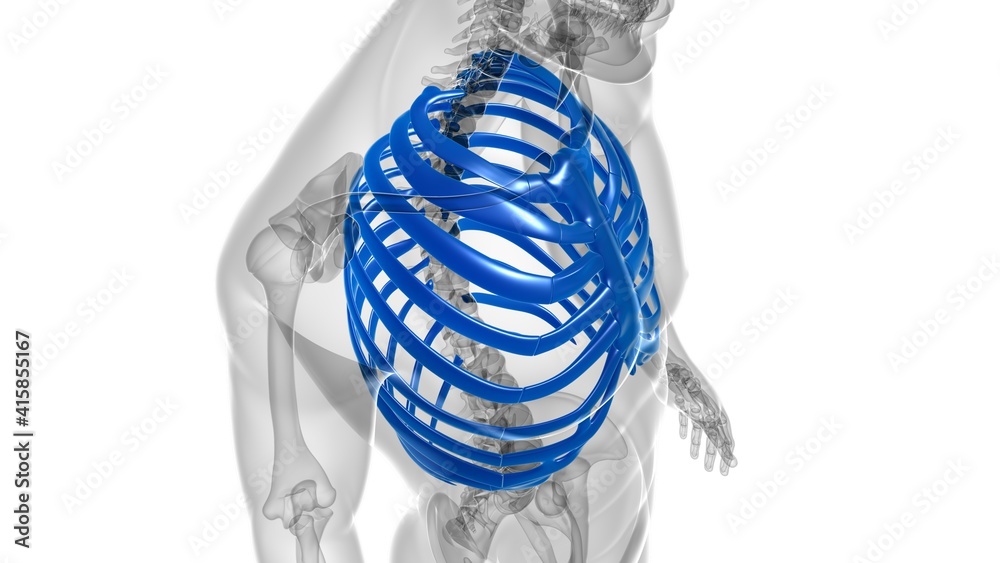 Human skeleton anatomy Rib Cage 3D Rendering Stock Illustration | Adobe ...