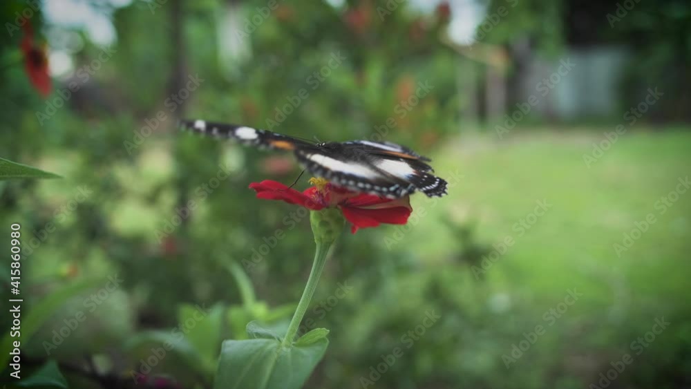 Epic close up view brown meadow butterfly move spreading wings and ...