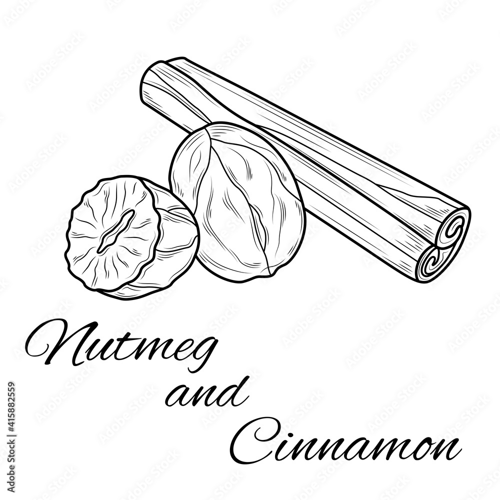 Nutmeg and cinnamon.Coloring. Illustration isolated on white background ...