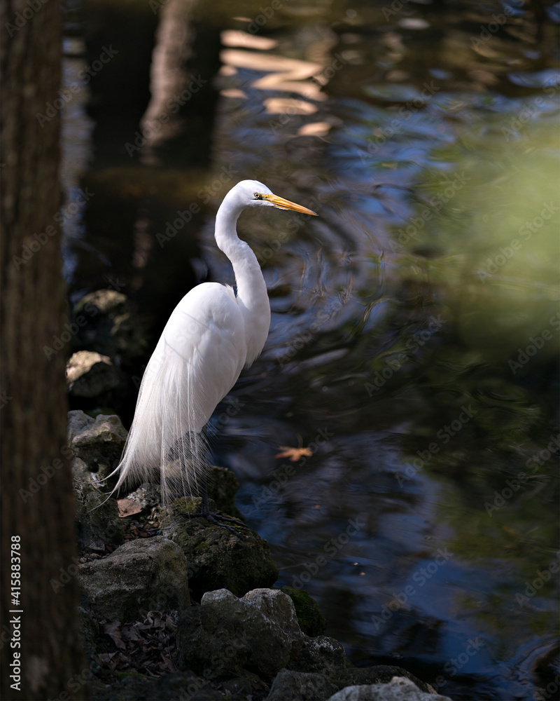 Great White Egret Photos. Great White Egret close-up profile view ...