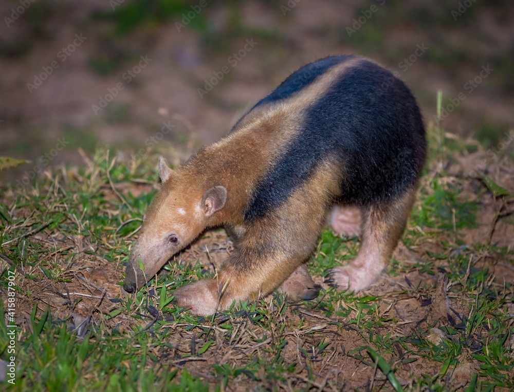Lesser tamandua also known as the northern tamandua searches for ants ...