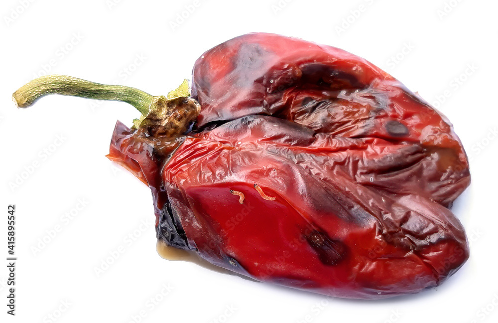 Rotten sweet bell pepper. Capsicum Annuum. Damage caused by False ...