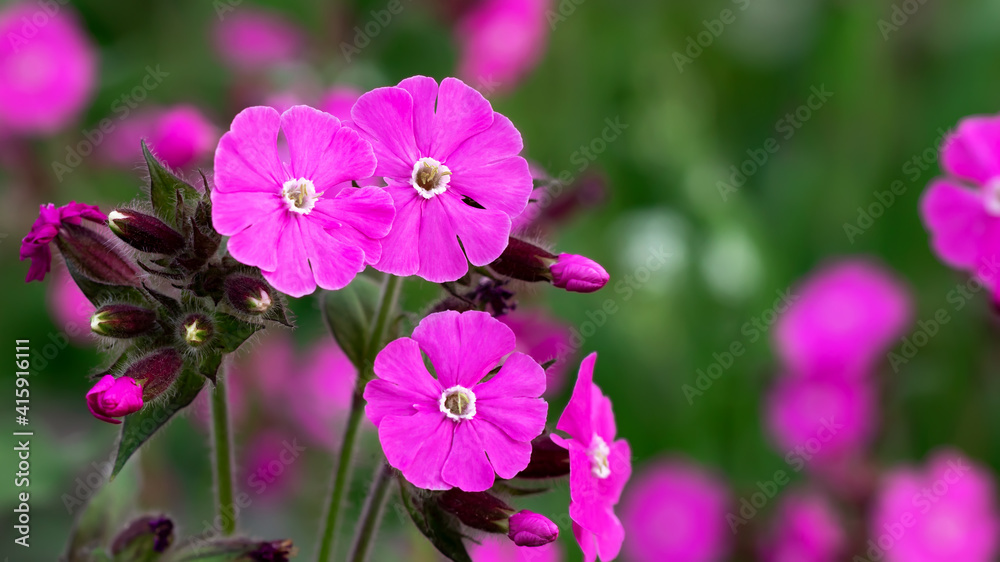 Foto de Flowers of a perennial plant Silene dioica known as Red campion ...