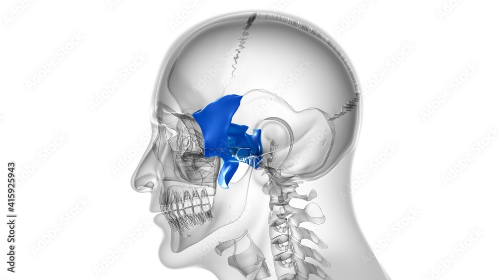 Human Skeleton Skull Sphenoid Bone Anatomy For Medical Concept Stock ...