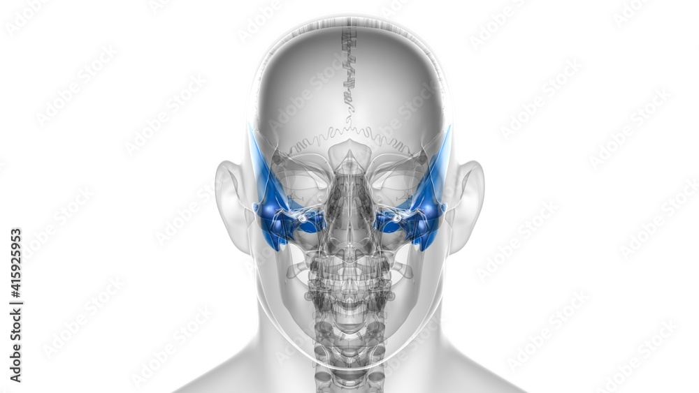 Human Skeleton Skull Temporal Bone Anatomy For Medical Concept Stock ...