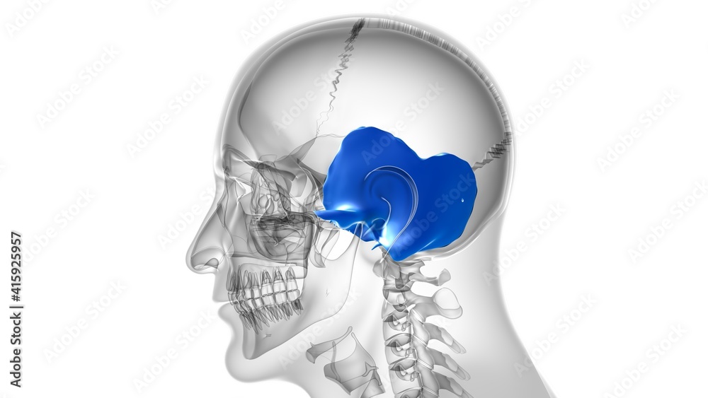 Human Skeleton Skull Temporal Bone Anatomy For Medical Concept Stock ...