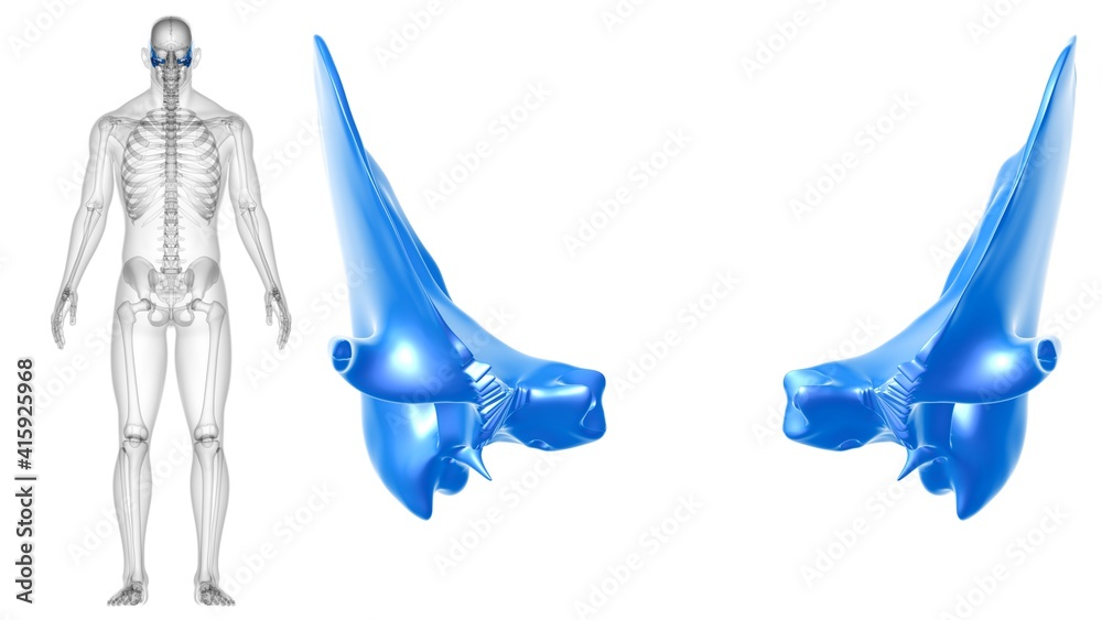Human Skeleton Skull Temporal Bone Anatomy For Medical Concept Stock ...