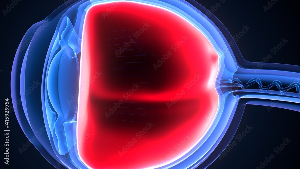 3d illustration of human body organ eye anatomy Stock Illustration ...