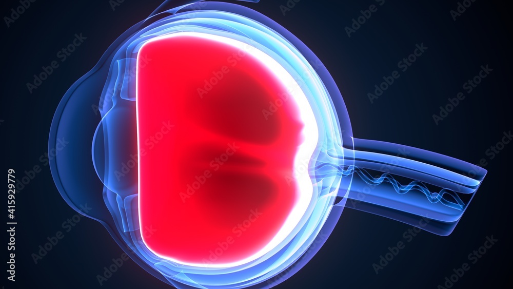 3d illustration of human body organ eye anatomy Stock Illustration ...