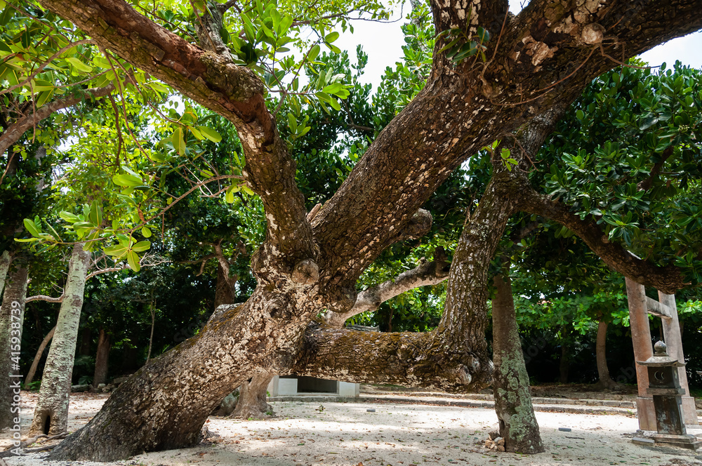 Sacred amazing giant tree with long branches looking like arms and the ...