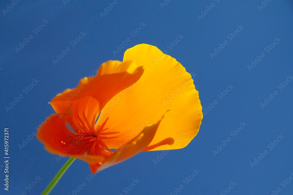 orange California poppy (Eschscholzia californica) with blue sky ...