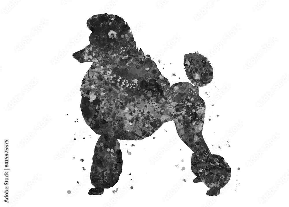Poodle Dog black and white watercolor, abstract painting. Watercolor ...