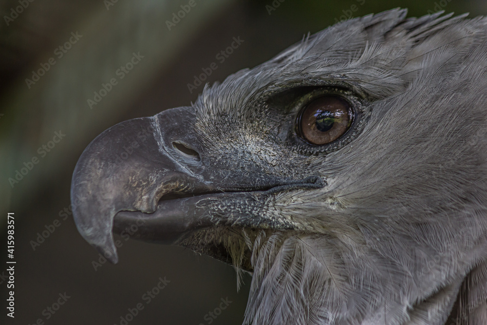 Close-up profile portrait of a harpy eagle. The American harpy eagle ...