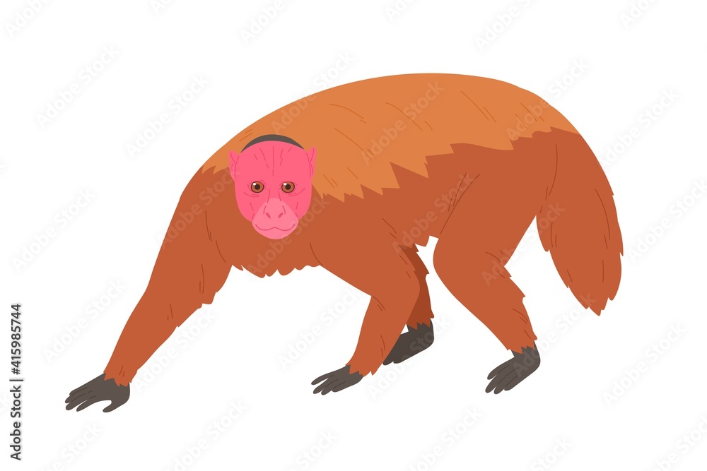 Bald uakari or monkey with bare crimson face and short tail. Exotic ...