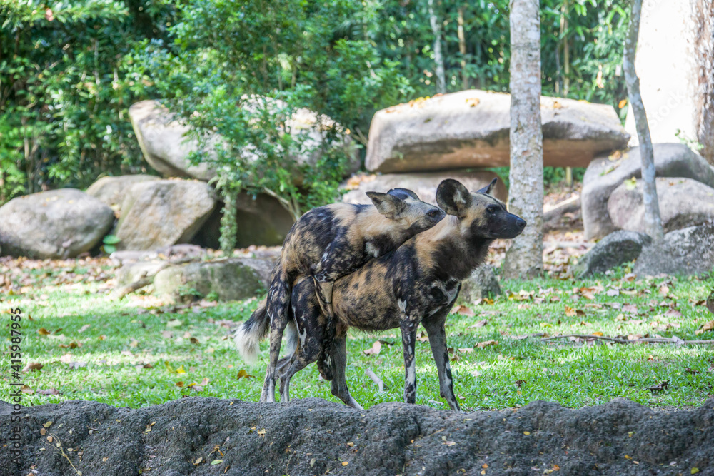 The African wild dog(Lycaon pictus) are mating. It is the largest ...