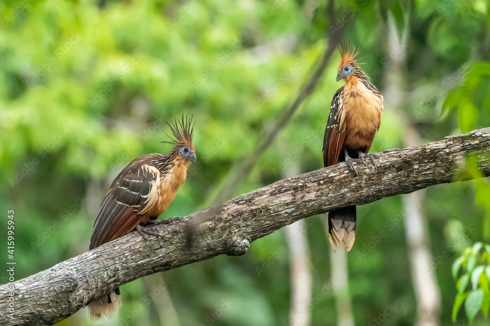 Hoatzin (Opisthocomus hoazin) with crest raised in the Amazon ...