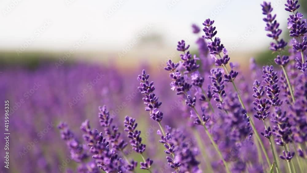Lavender bushes closeup on sunset.. Field of Lavender, Lavender ...