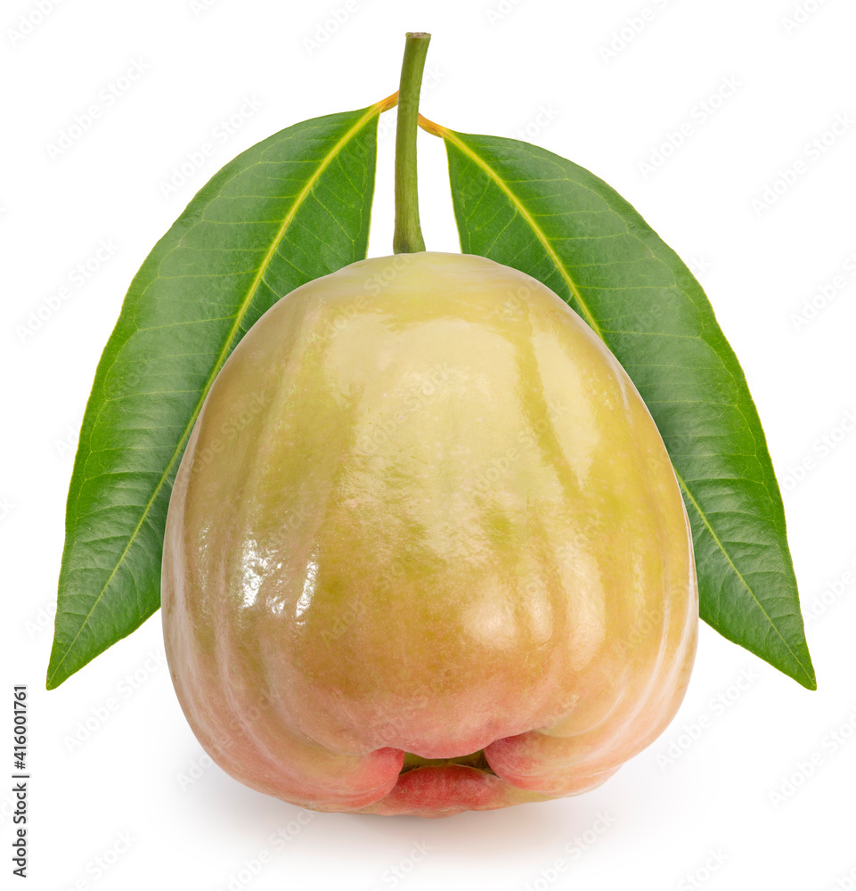 Rose apple fruit with leaf isolated on white background, Fresh Rose ...