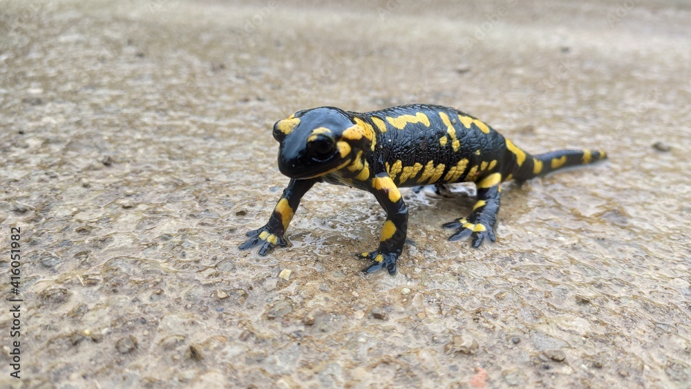 salamandra, animal, anfíbio, gekko, naturaleza, amarilla, negro, fuego ...