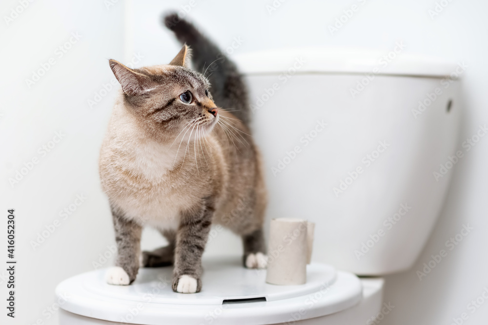 clean cat standing on the toilet lid next to toilet paper Stock Photo ...