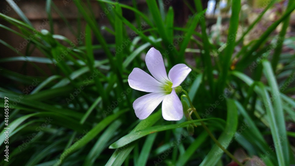 Oxalis triangularis Flower, commonly called false shamrock, is a ...