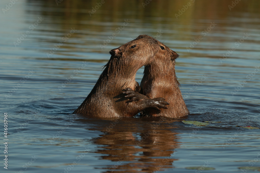 Poster Two Capybaras hugging in the water – Wall Art | UkPosters