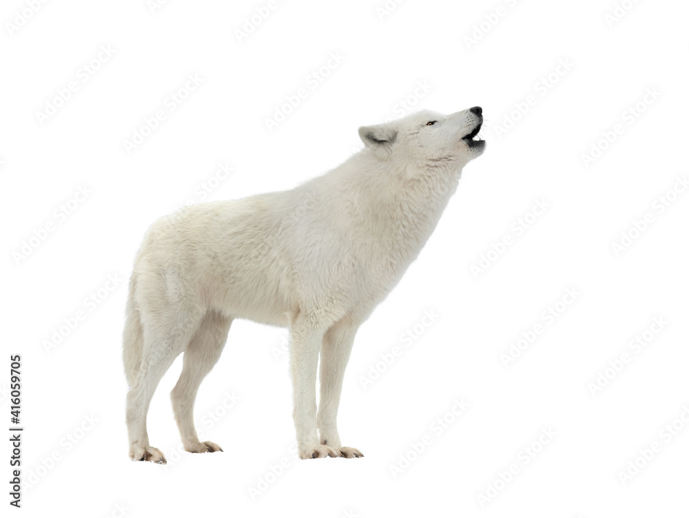 Wolf Howling White Background