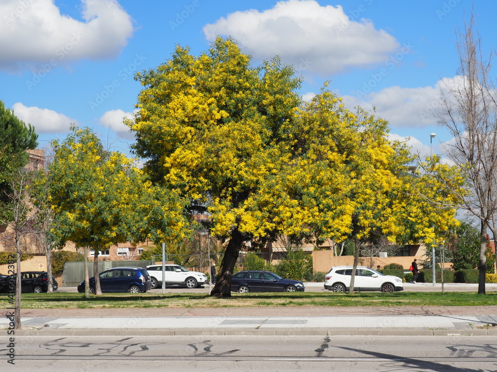 arbol de flores amarillas en zona urbana acacia Stock Photo | Adobe Stock