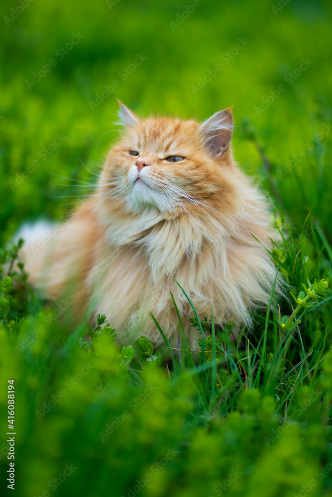 le chat angora roux observe un oiseau Stock Photo | Adobe Stock