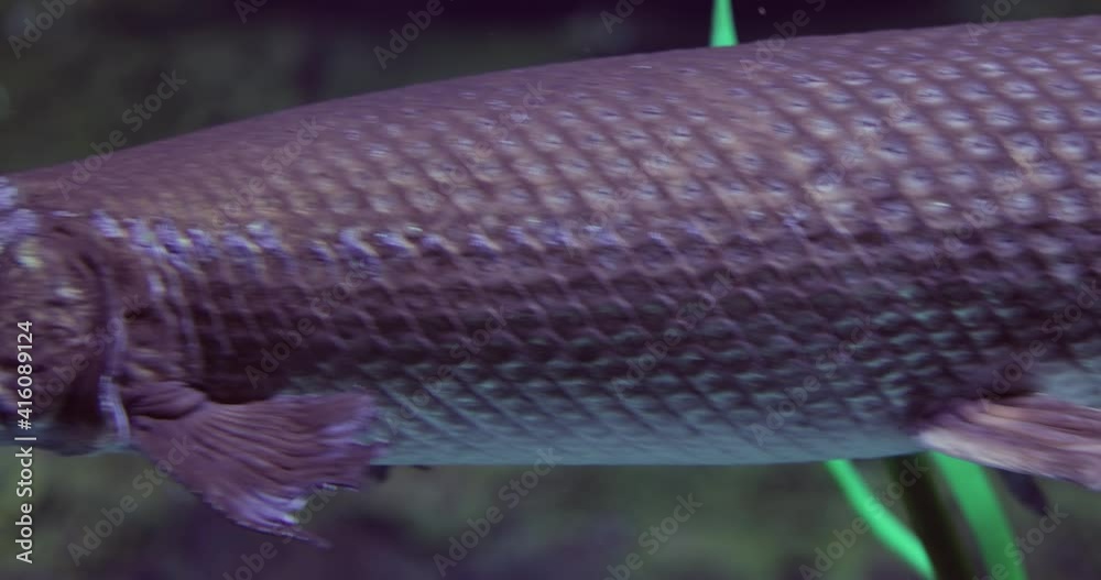 Fish longnose gar (Lepisosteus osseus), also known as longnose garpike ...