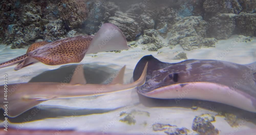Stingrays under water. Stingrays are a group of sea rays, which are ...