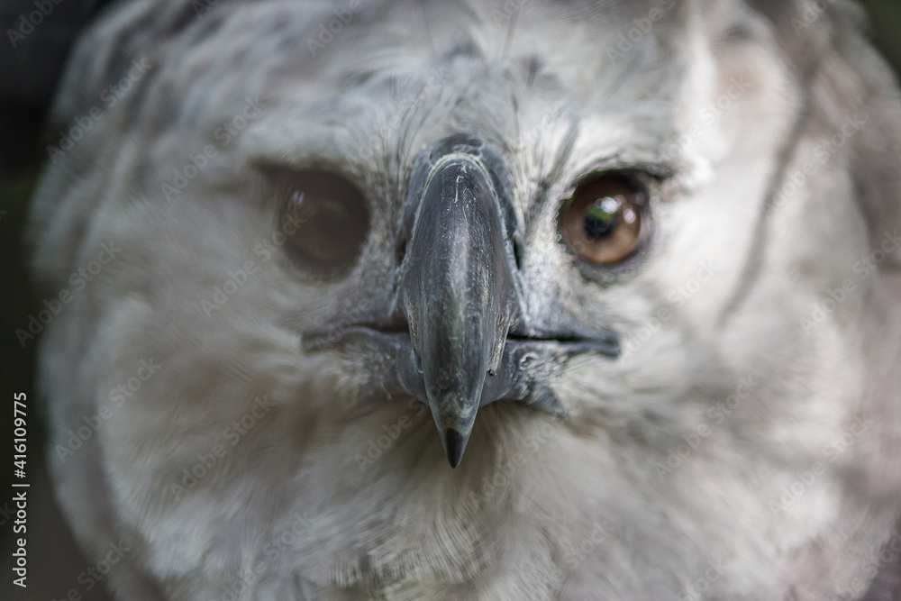 Close-up full face portrait of a harpy eagle. The American harpy eagle ...