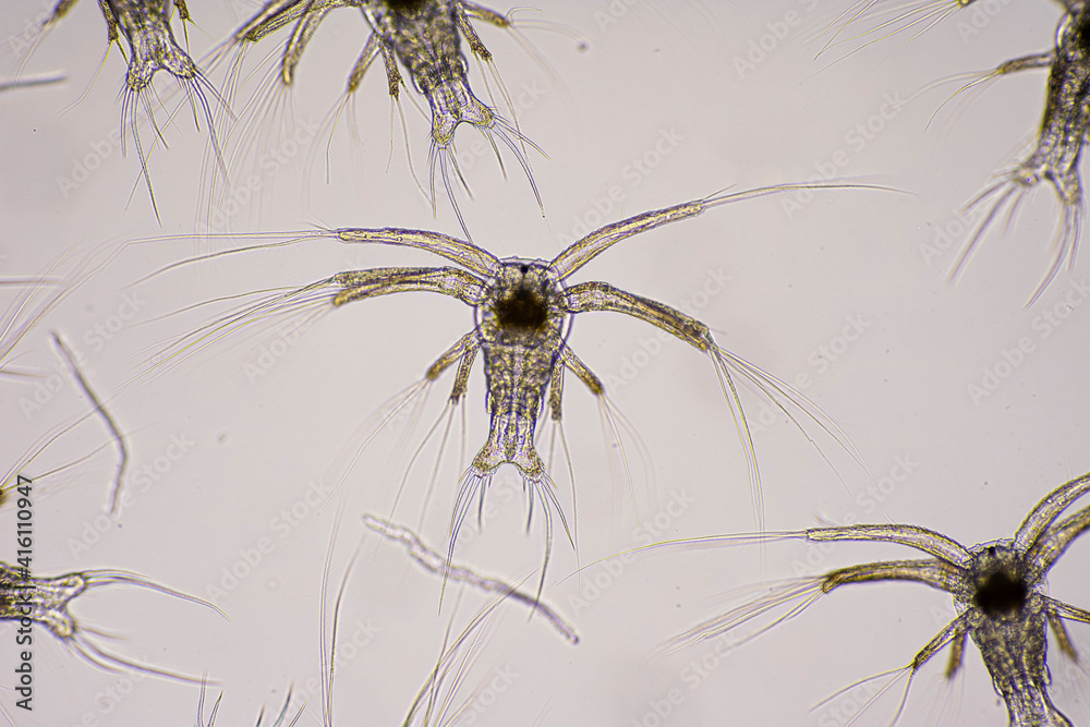 Closeup nauplius stage of vannamei shrimp in light microscope, Shrimp ...