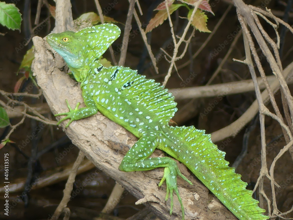 Jesus Christ lizard that walks on water when threatened. Viewed on Rio ...