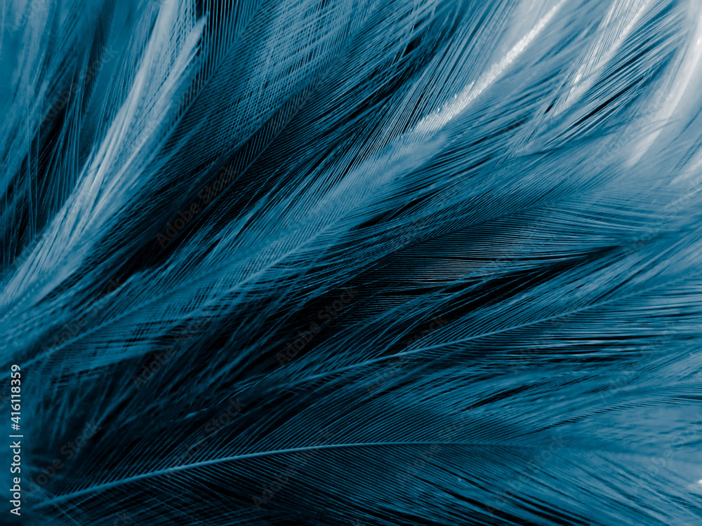 Beautiful abstract blue feathers on white background, black feather ...
