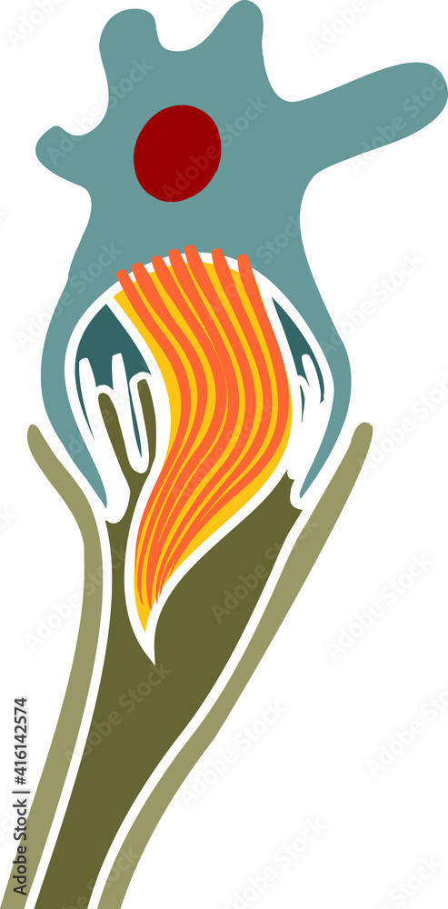 Flatworm flame cell. Structure of element of excretory system ...
