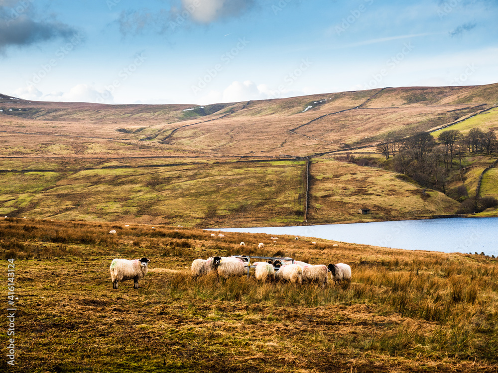 Swaledale sheep eating at the side of a reservoir, with moorland and ...