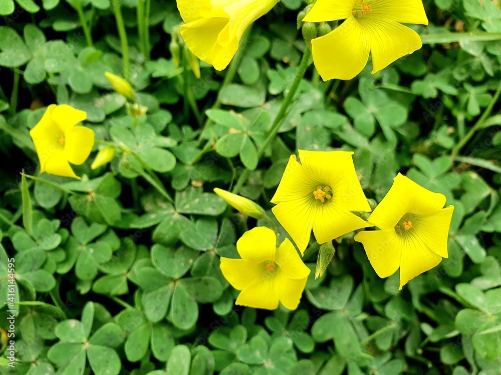 Scientific name Oxalis pes caprae. Known as Bermuda buttercup, Bermuda ...