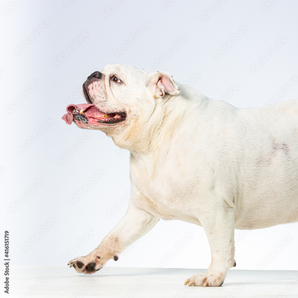 Overweight English bulldog walking lofty to the left isolated on a ...