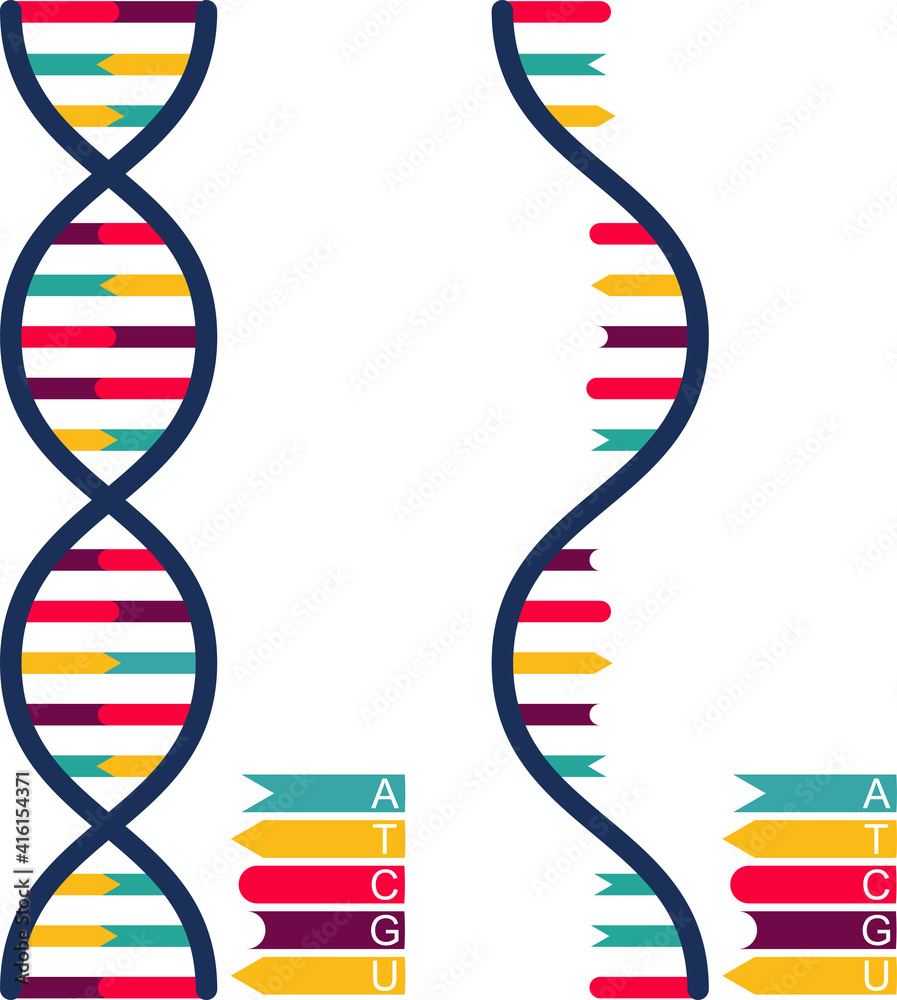 DNA and RNA with A, T, C, G, U; DNA and RNA icon pack vector de Stock ...