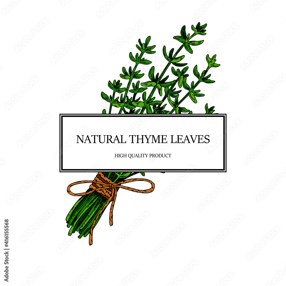 Hand drawn thyme frame. Vector illustration isolated on white ...