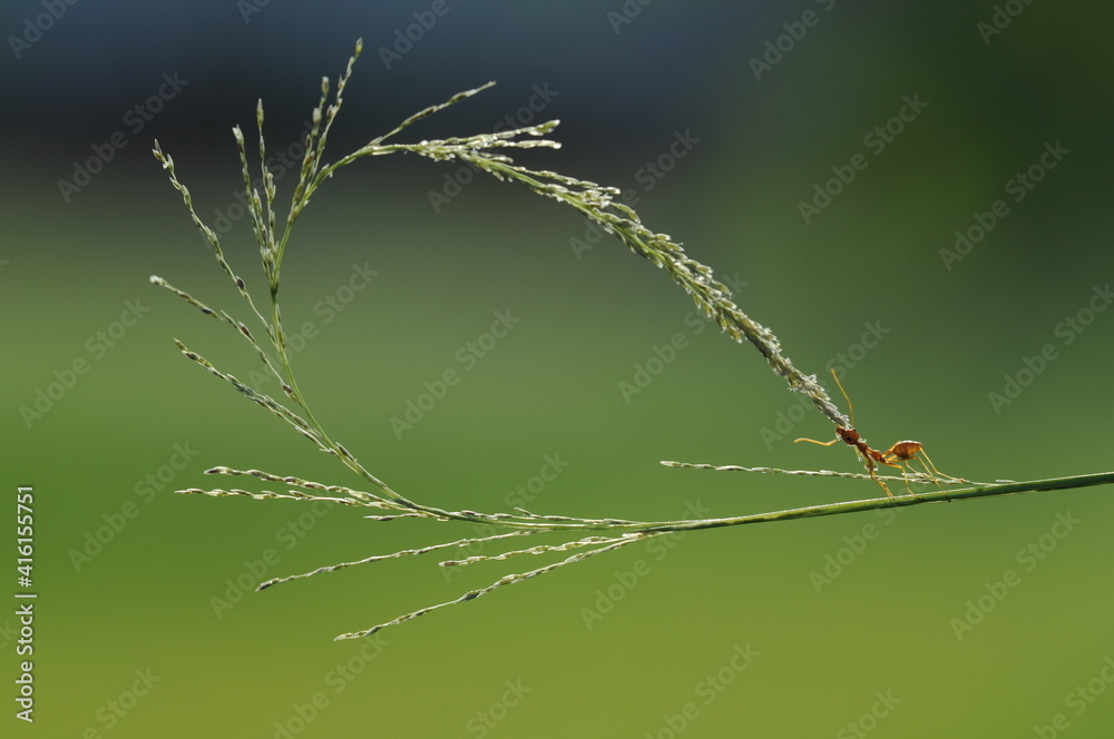 Foto de Weaver ants or green ants (genus Oecophylla) are eusocial ...